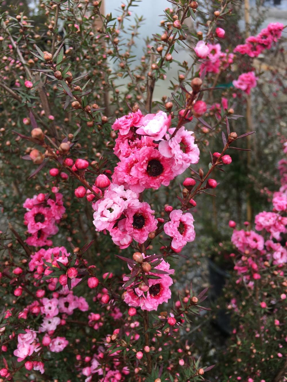New Zealand Tea Tree (Leptospermum scoparium 'Gaiety Girl') - Garden.org