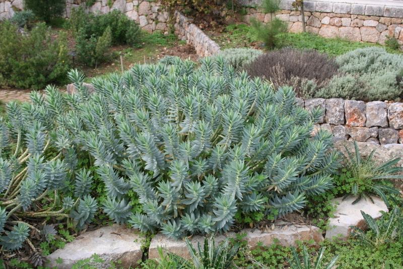 Photo of the entire plant of Silver Spurge (Euphorbia rigida) posted by ...