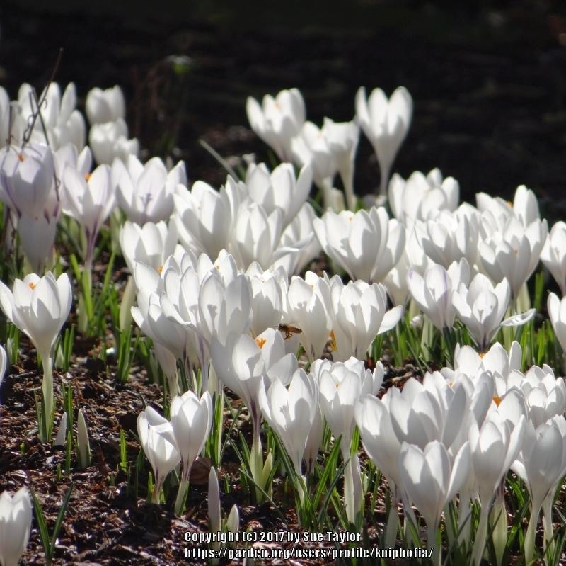 Crocus: Plant Care and Collection of Varieties - Garden.org