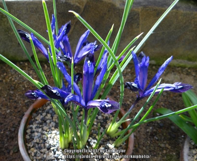 Photo of the entire plant of Reticulated Iris (Iris reticulata 'Blue ...