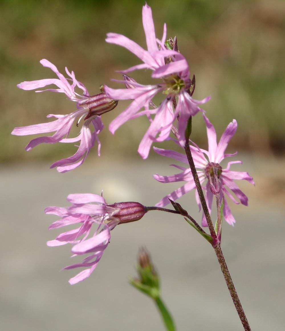 Photo of the closeup of buds, sepals and receptacles of Ragged Robin ...