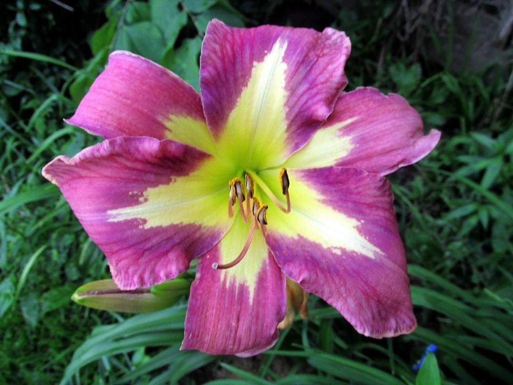 Photo of the bloom of Daylily (Hemerocallis 'Aerial Applique') posted ...
