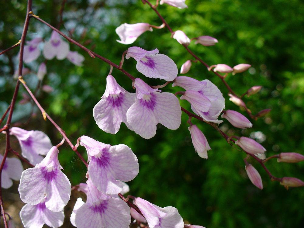 Photo of the bloom of Delicate Violet Orchid (Ionopsis utricularioides ...