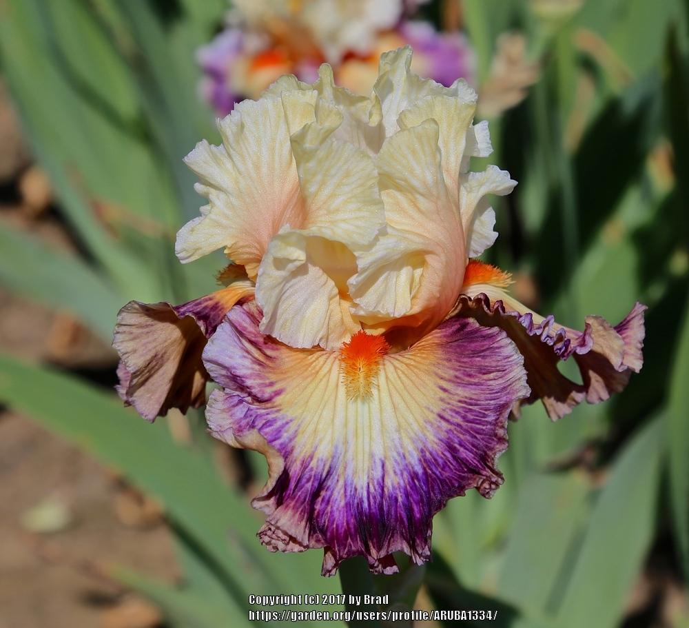 Photo of the bloom of Tall Bearded Iris (Iris 'Color Wheel') posted by ...
