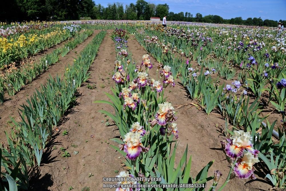 Photo of the bloom of Tall Bearded Iris (Iris 'Color Wheel') posted by ...