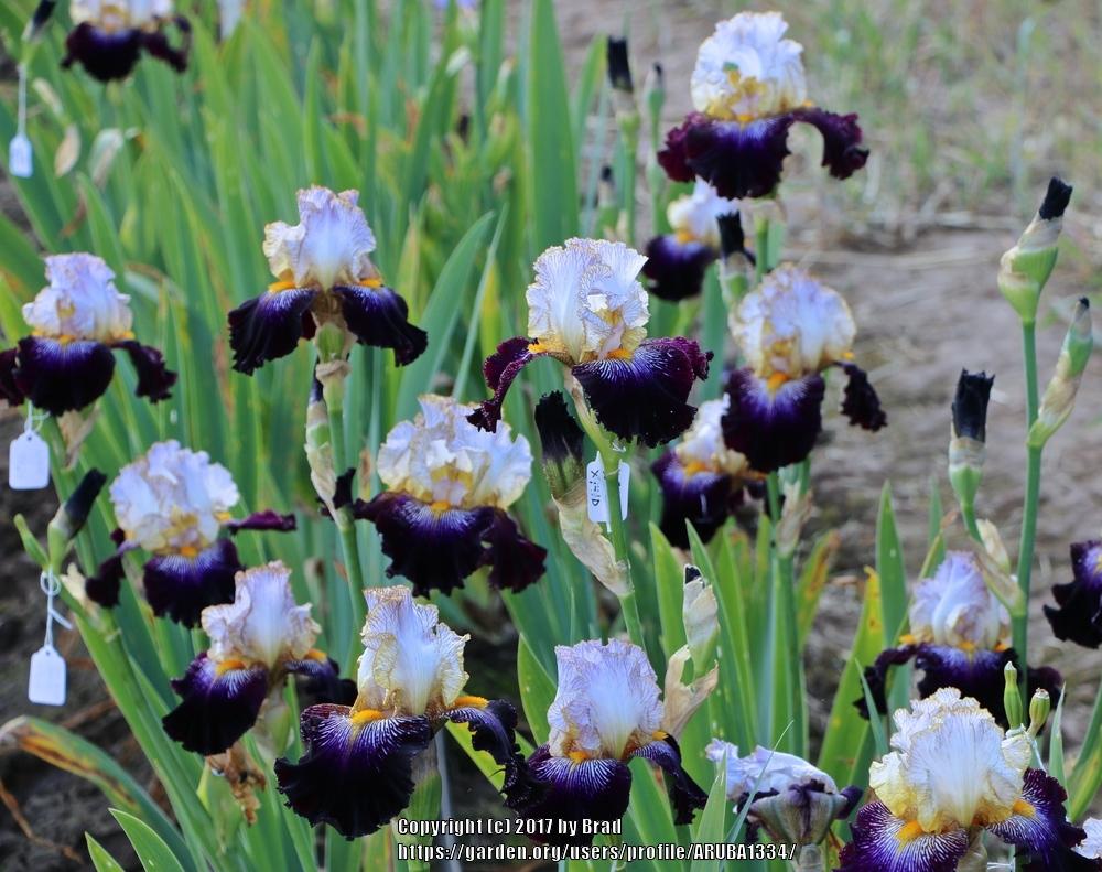 Photo of the bloom of Tall Bearded Iris (Iris 'Let's Play Dress Up ...