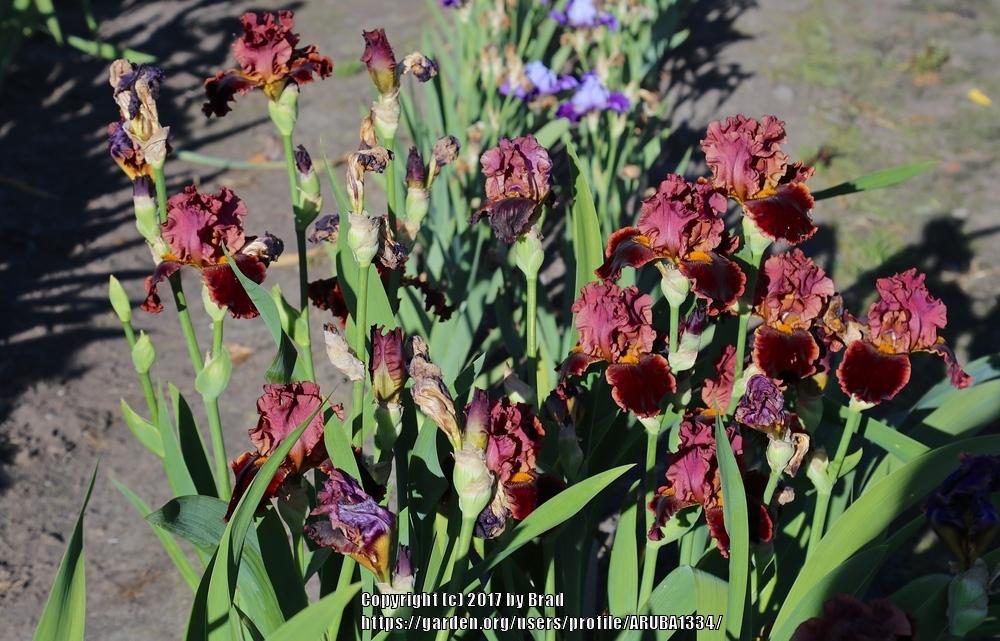 Photo of the bloom of Tall Bearded Iris (Iris 'Flames of Fire') posted ...