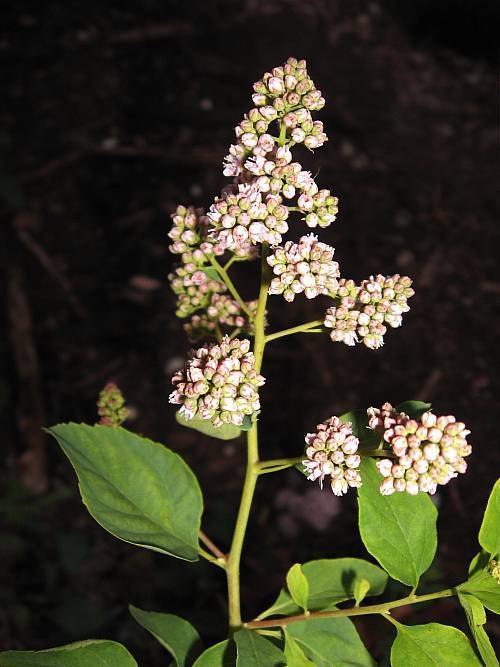 Spiraea x pyramidata in the Spiraeas Database - Garden.org