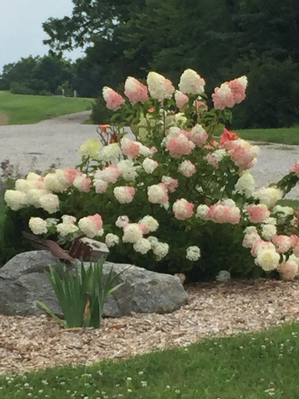Photo of the entire plant of Panicle Hydrangea (Hydrangea paniculata ...