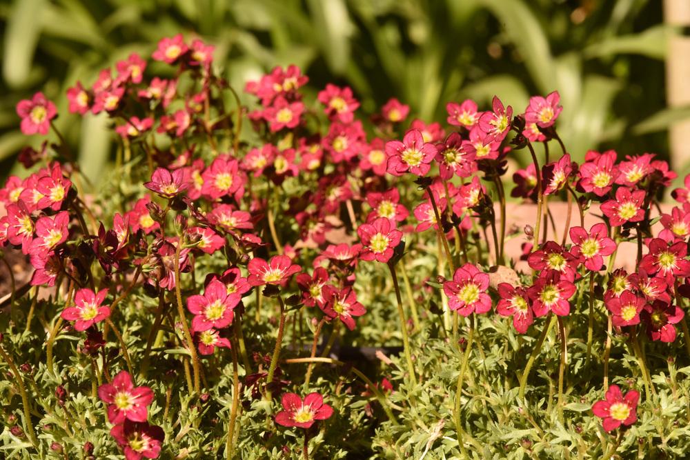Mossy Saxifrage (Saxifraga 'GGG Dark Red') - Garden.org