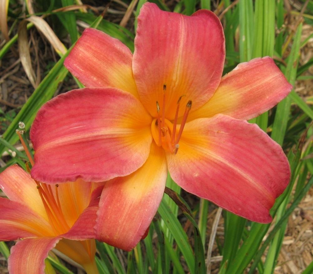 Photo of the bloom of Daylily (Hemerocallis 'Cherry Cheeks') posted by ...