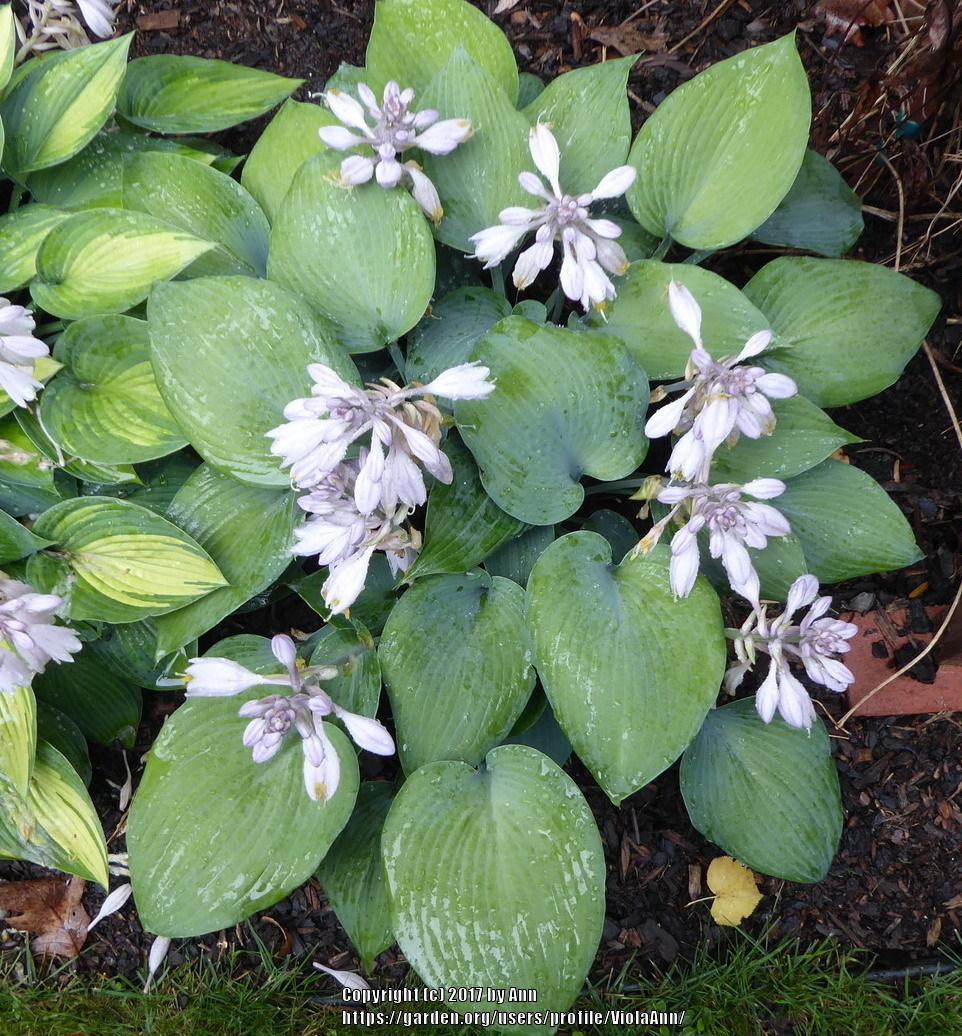 Daily Hosta #147 - 'Bulletproof' in the Hostas forum - Garden.org