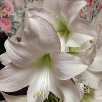 Amaryllis (Hippeastrum 'Picotee') in the Amaryllis Database - Garden.org