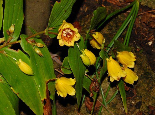 Toad Lily (Tricyrtis ishiiana) in the Toad Lilies Database - Garden.org