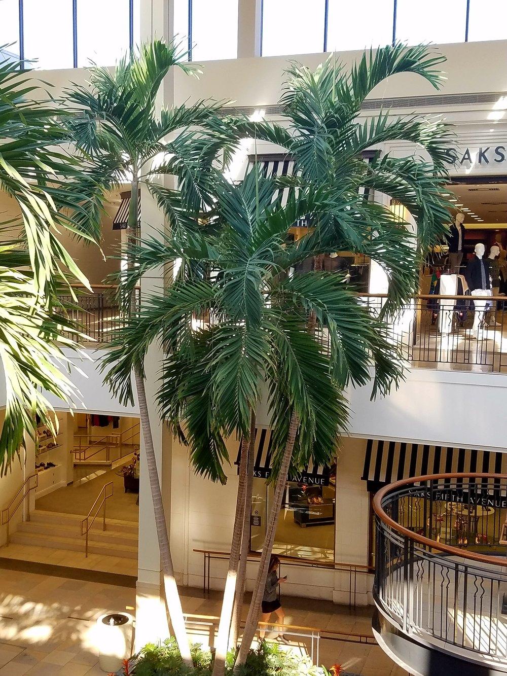 Palm trees inside mall in the Plant ID forum - Garden.org