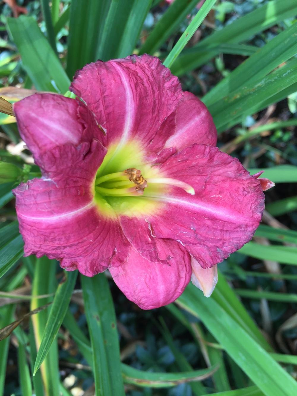 Photo of the bloom of Daylily (Hemerocallis 'Little Grapette') posted ...