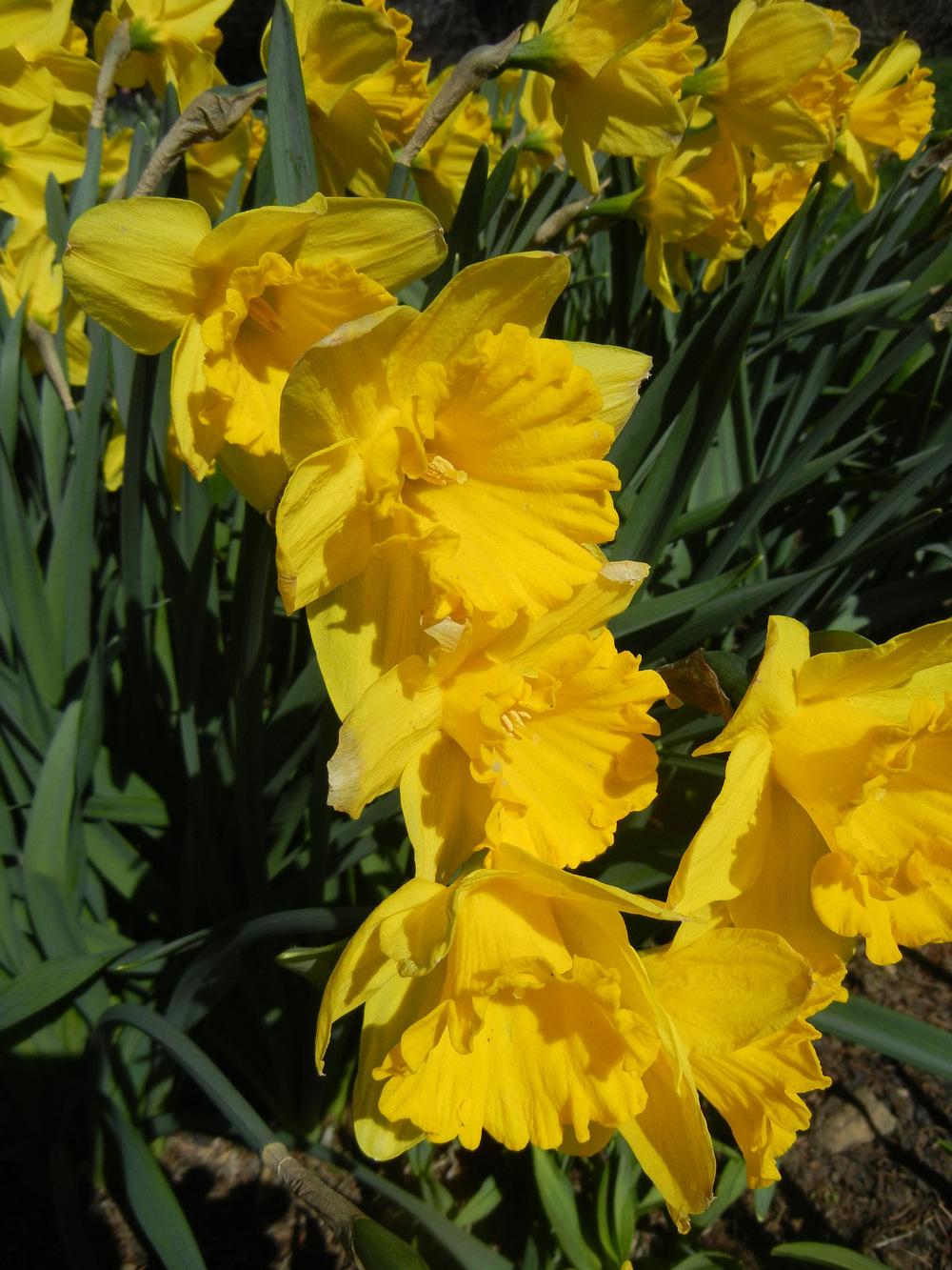 Photo of the bloom of Large-Cupped Daffodil (Narcissus 'Gigantic Star ...