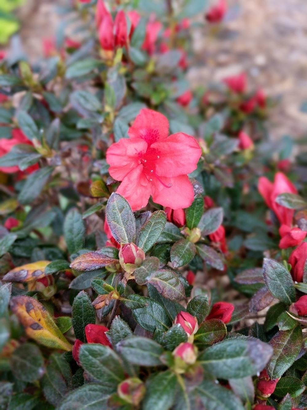 Azalea (Rhododendron Deja Bloom® Red Tiara™) in the Rhododendrons ...