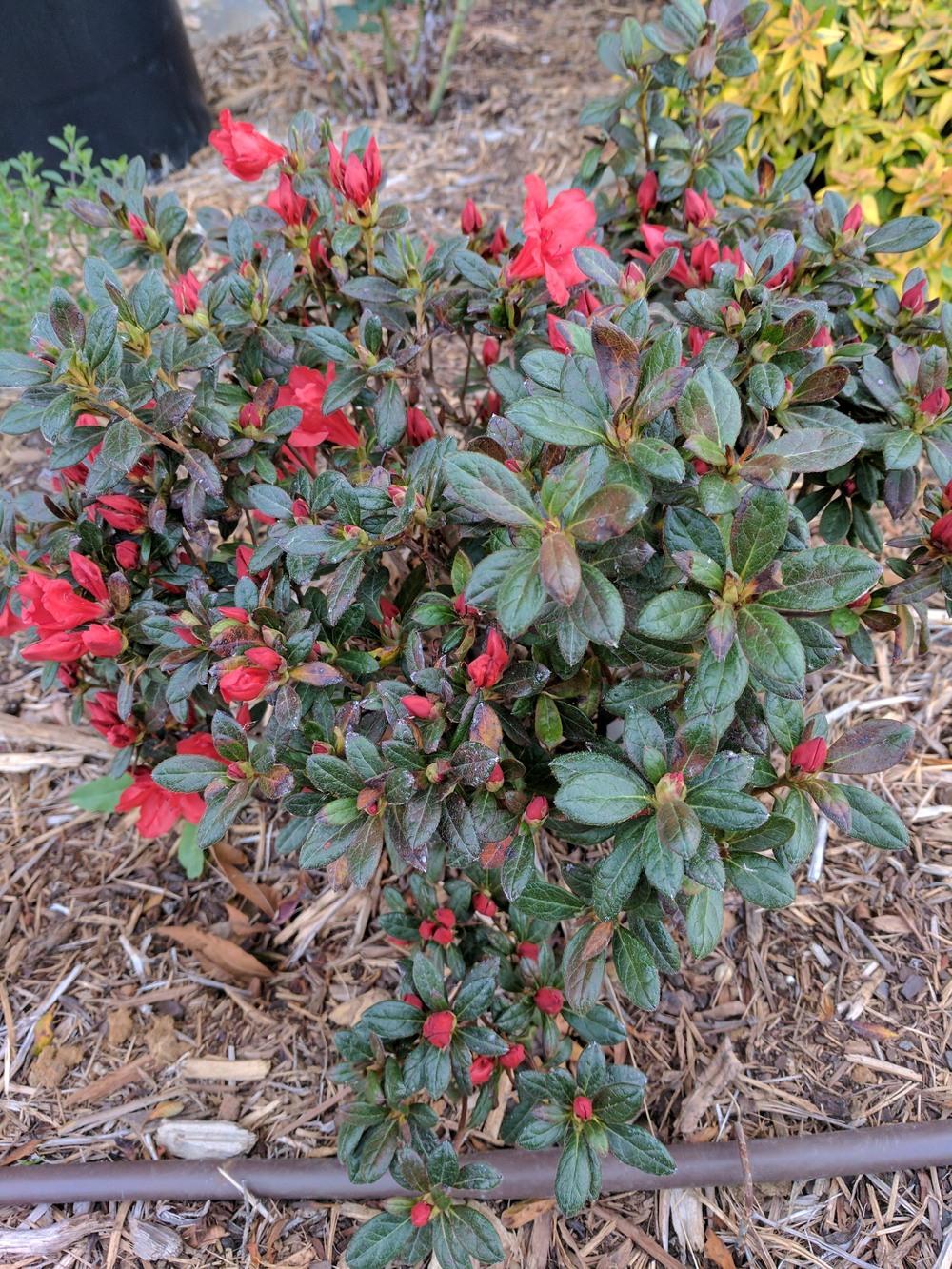 Photo of the entire plant of Azalea (Rhododendron Deja Bloom® Red Tiara ...
