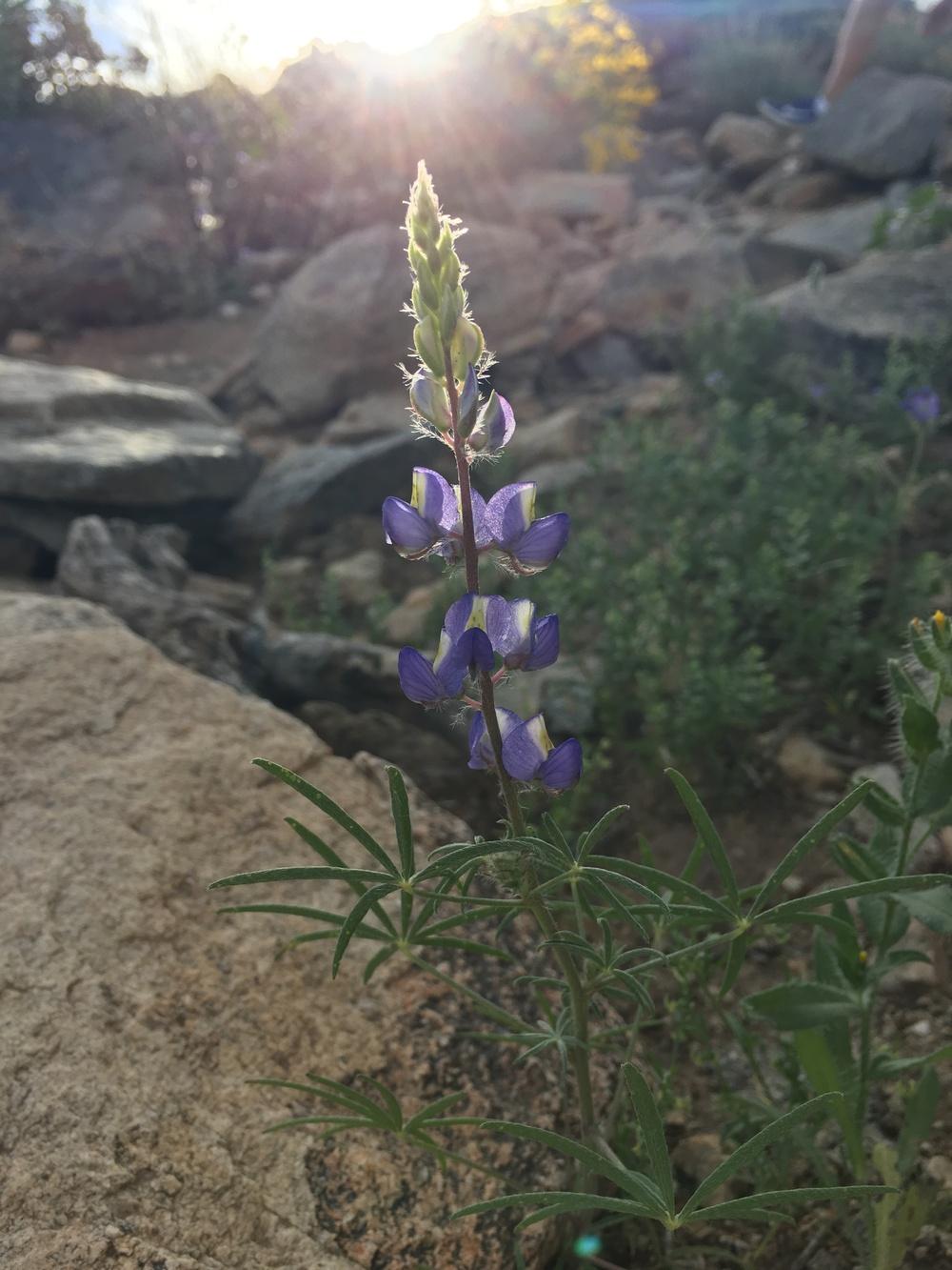 Desert Lupine (Lupinus aridus) - Garden.org