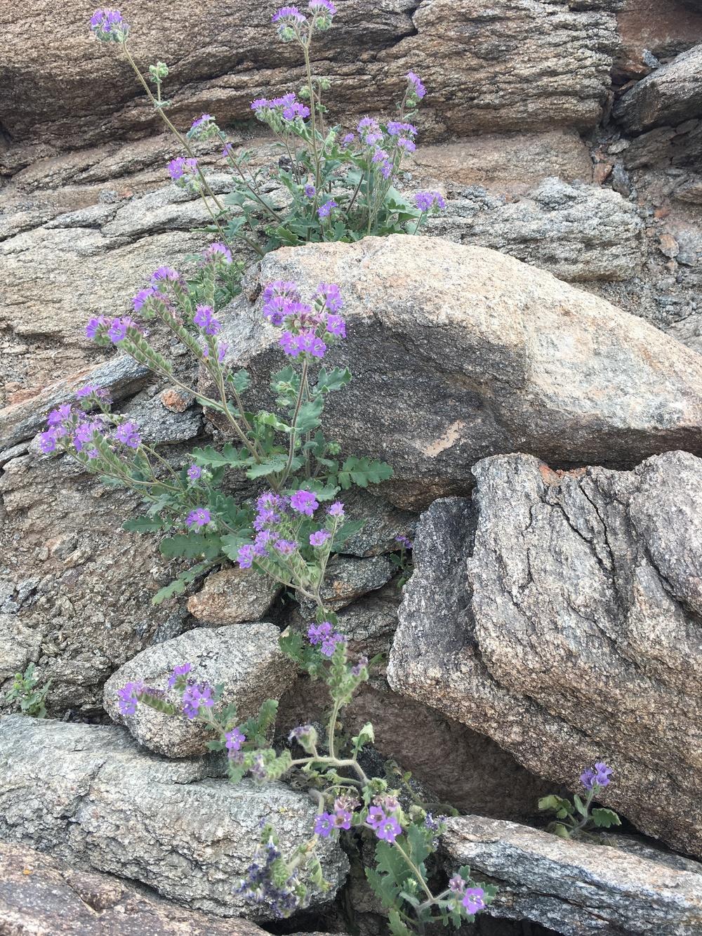 Fernleaf Phacelia (Phacelia bipinnatifida) - Garden.org