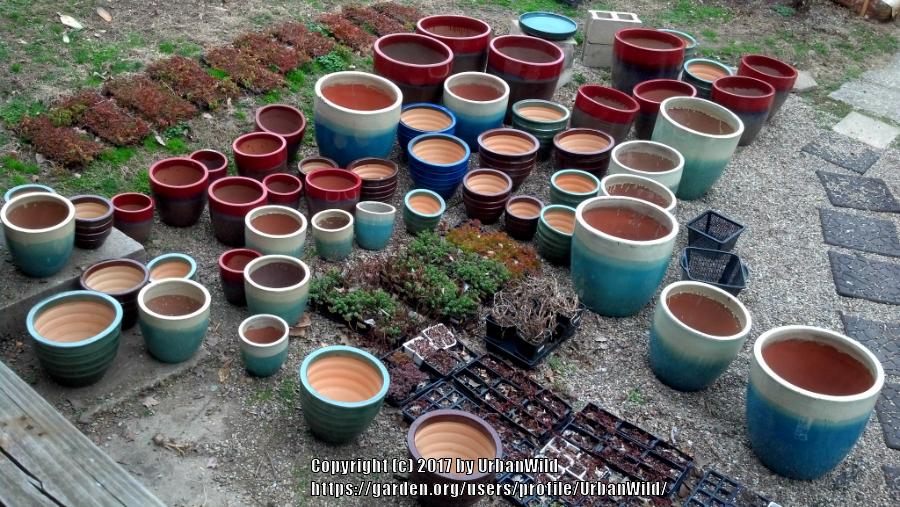 frost-resistant pots in the Containers forum - Garden.org