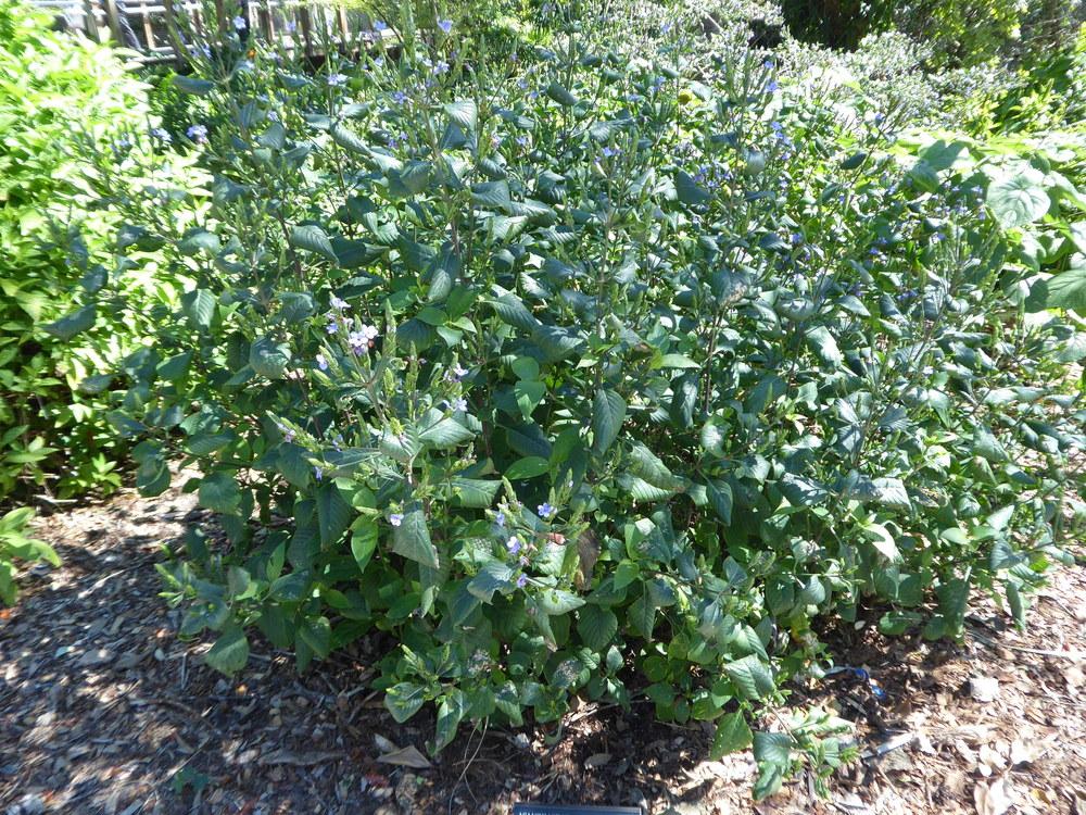 Photo of the entire plant of Blue Sage (Eranthemum pulchellum) posted ...