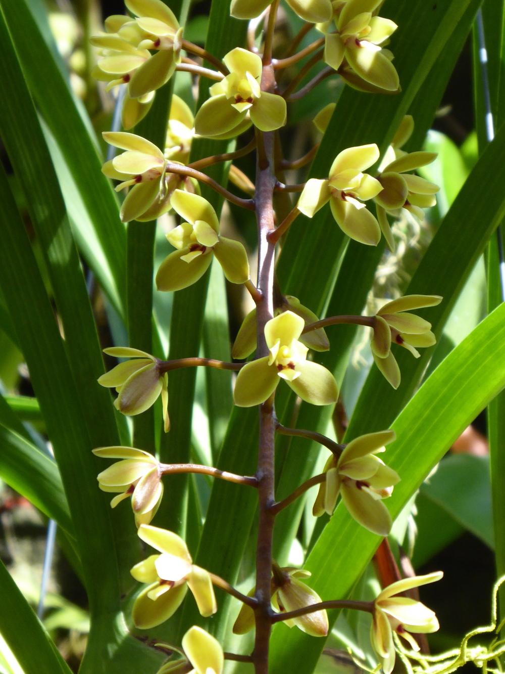 Photo of the bloom of Bulbed Snake Orchid (Cymbidium madidum) posted by ...