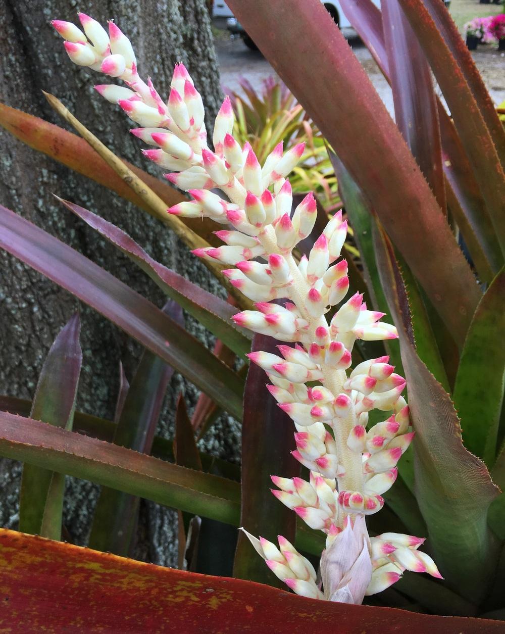 Bromeliad (Aechmea mexicana) - Garden.org