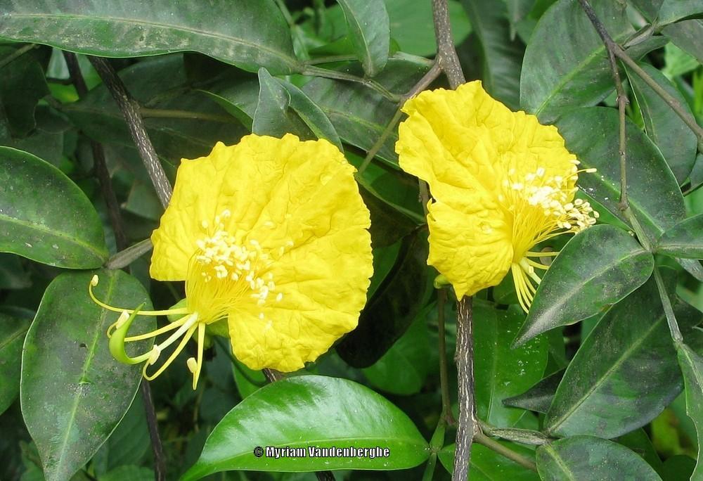 Swartzia - Garden.org