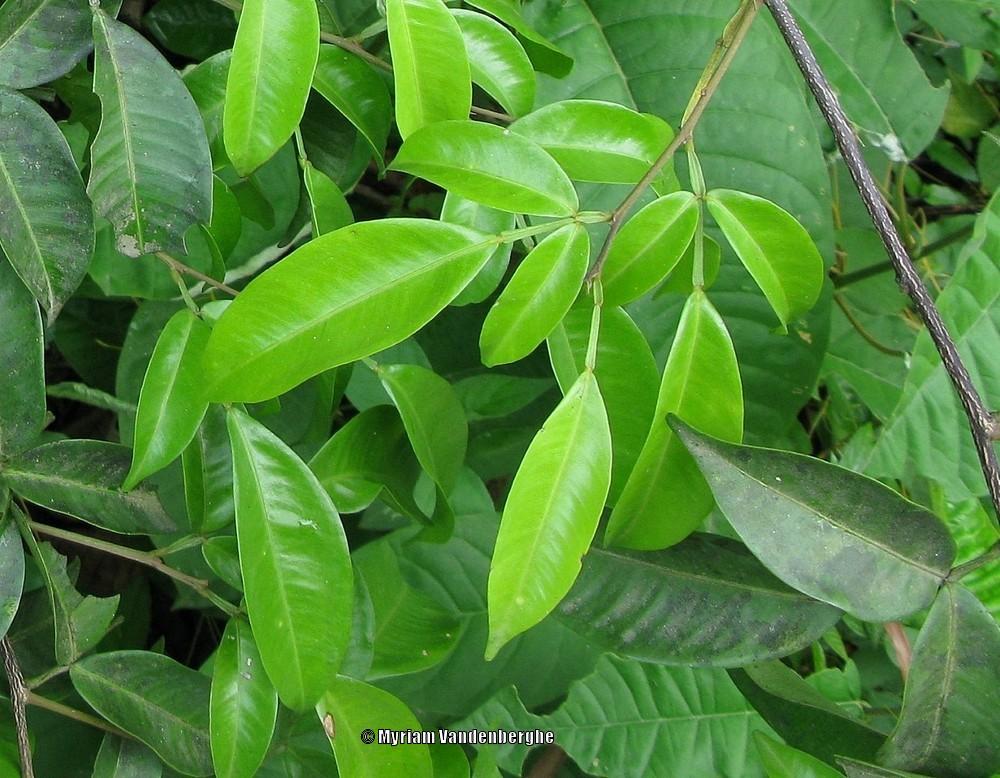 Photo of the leaves of Swartzia posted by bonitin - Garden.org