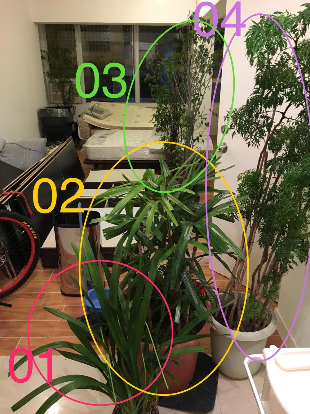 Plant #01? in the Plant ID forum - Garden.org