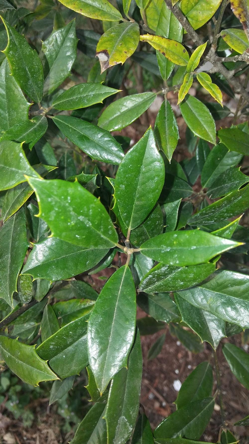 What kind of Holly tree/bush is this please? in the Plant ID forum ...