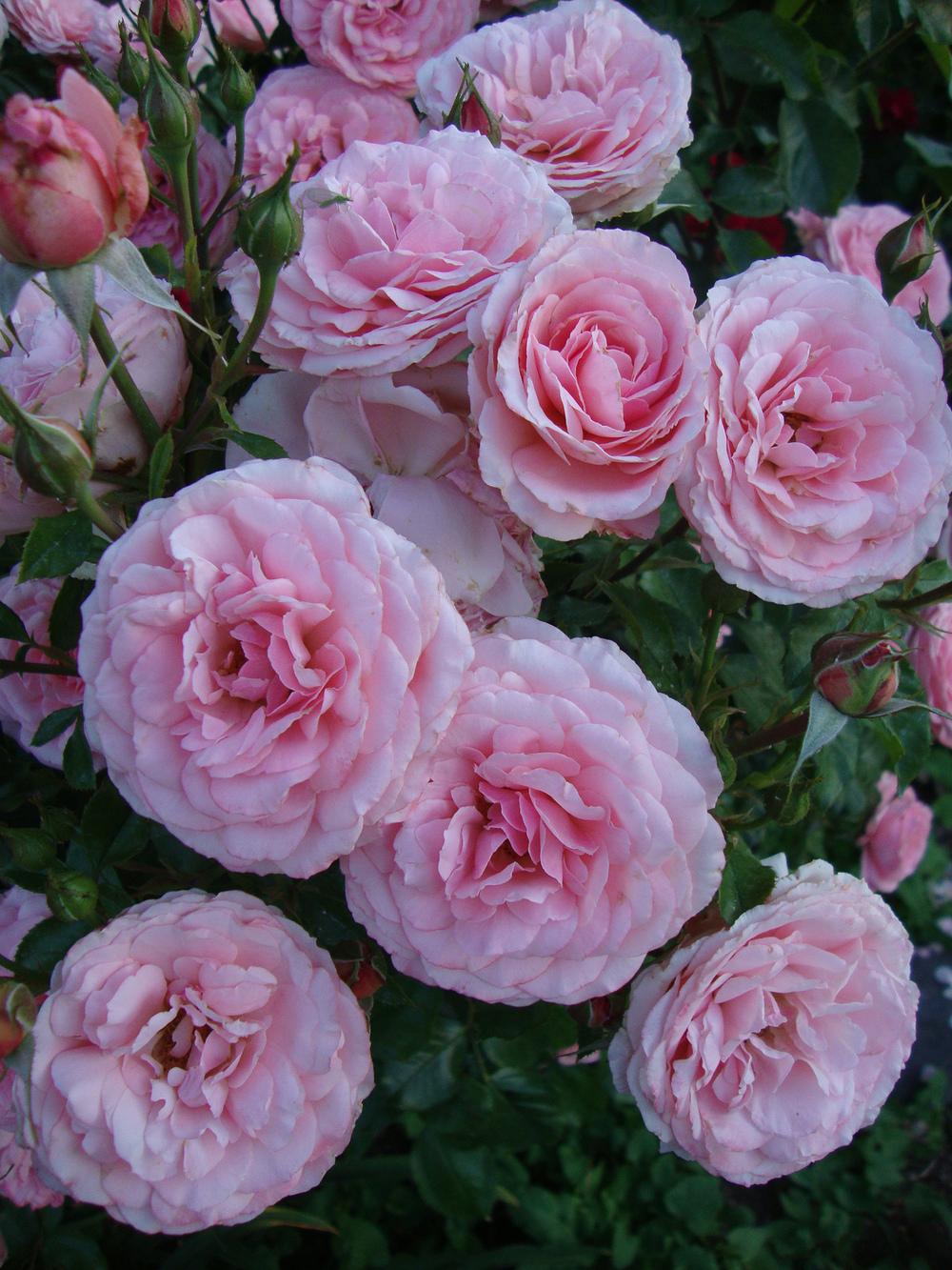 Photo of the bloom of Rose (Rosa 'Sexy Rexy') posted by Paul2032 ...