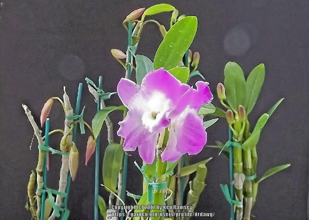 Photo of the entire plant of Orchid (Dendrobium Violet Fizz 'Luna ...