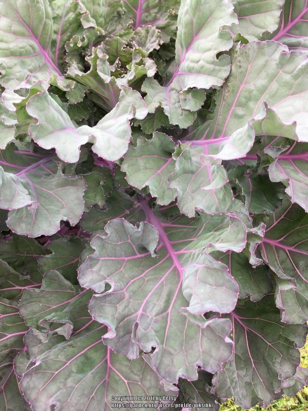 Photo of the leaves of Kale (Brassica oleracea 'Kalettes') posted by ...