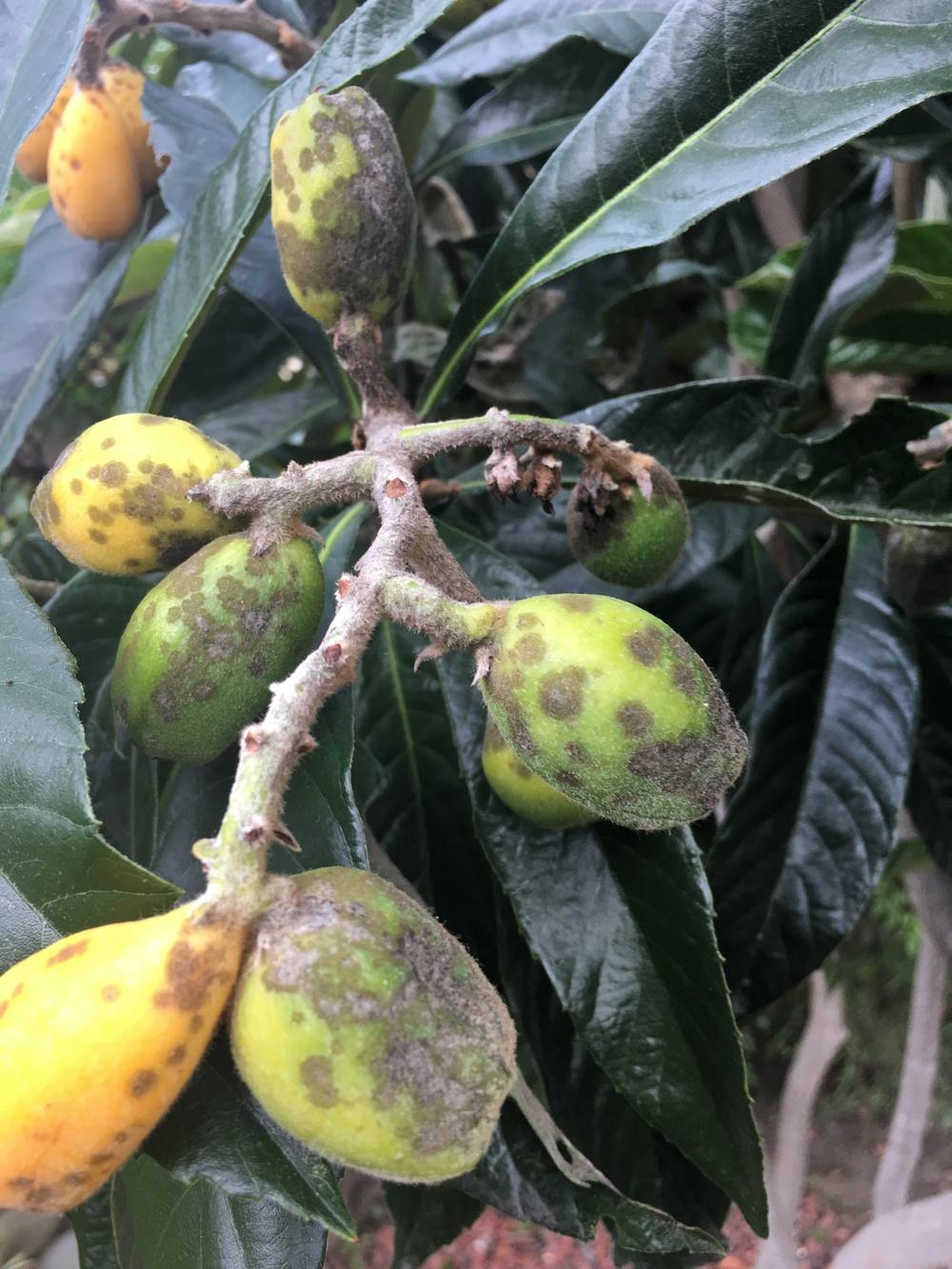 Loquat Fruit Spots in the Ask a Question forum - Garden.org