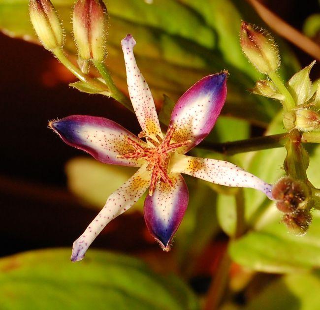 Toad Lilies: Plant Care and Collection of Varieties - Garden.org