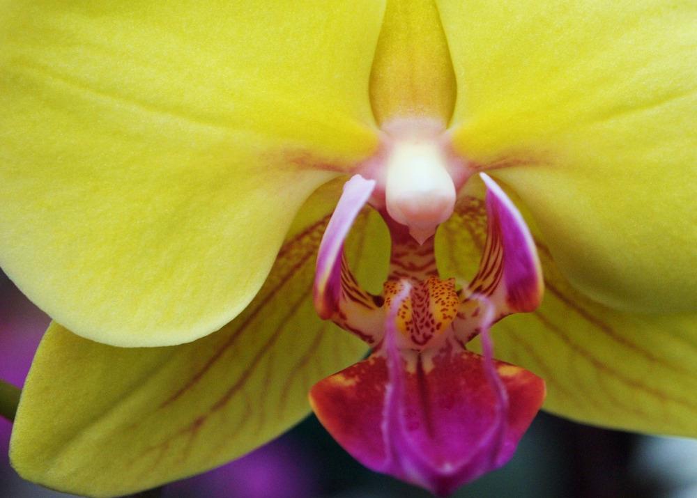 Orchid (Phalaenopsis OX Golden Star) - Garden.org