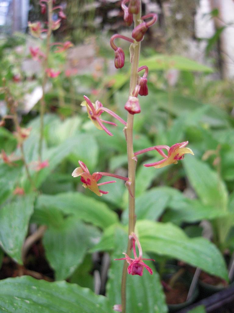 Orchid (Crepidium acuminatum) - Garden.org