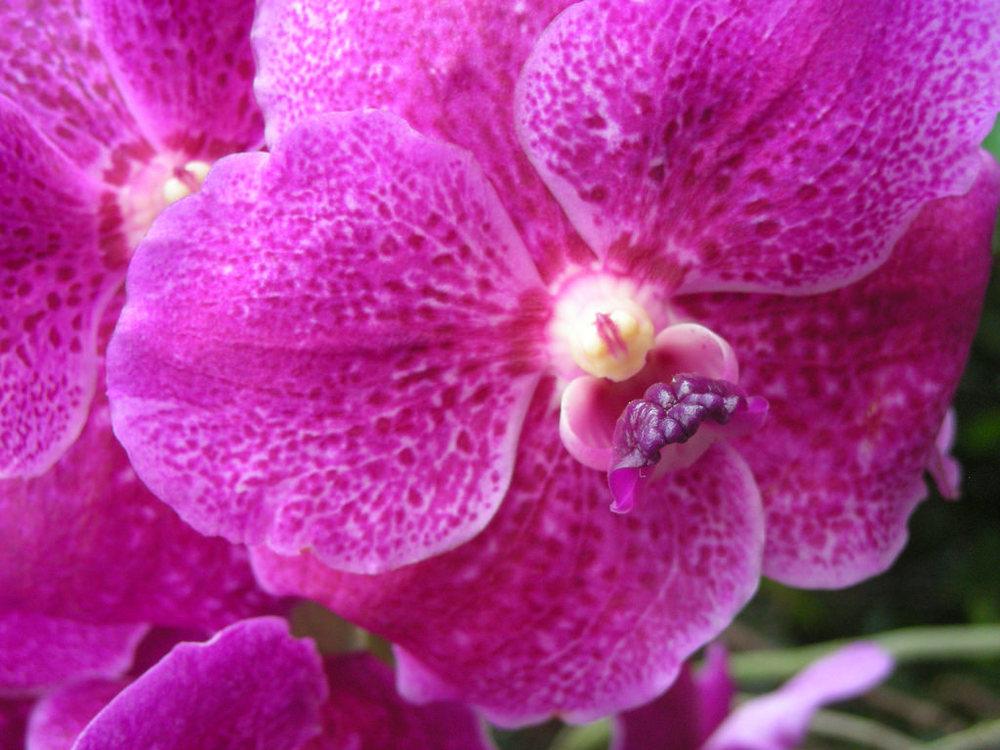 Orchid (Vanda Fuchs Violetta) - Garden.org