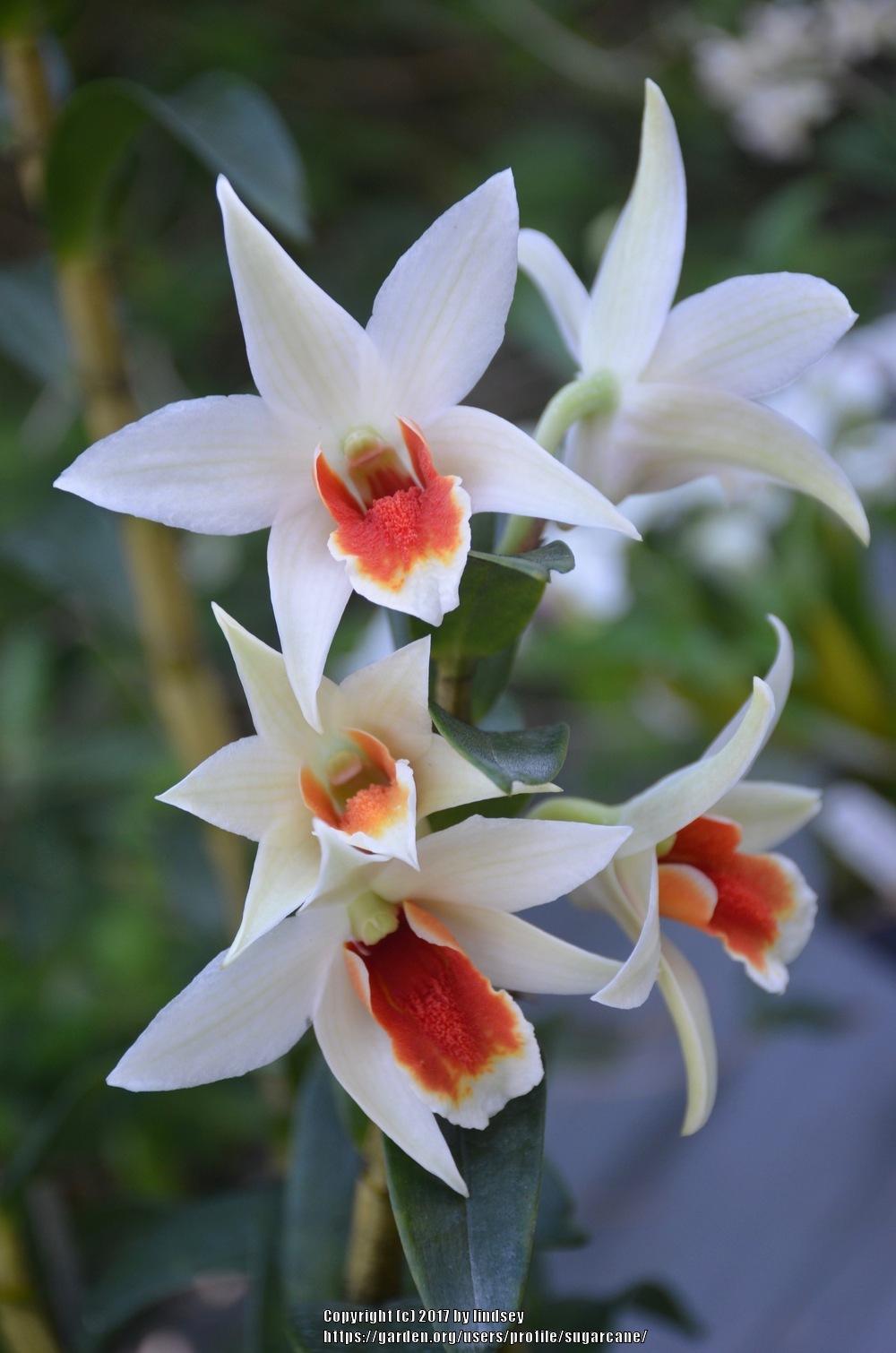 Photo of the bloom of Orchid (Dendrobium Lori's Star) posted by ...