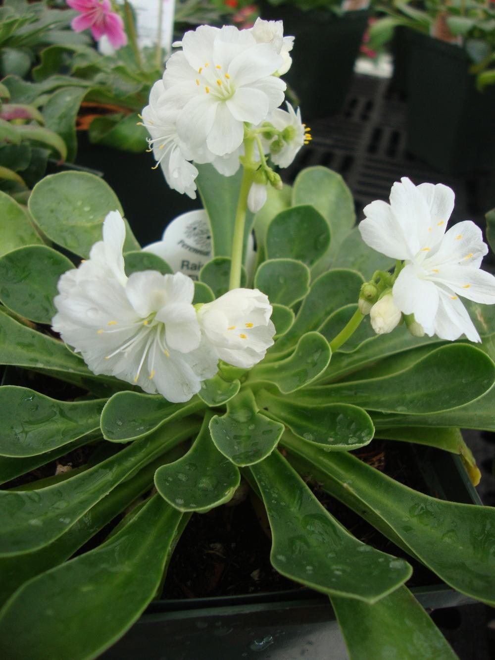Photo of the entire plant of Siskiyou Bitterroot (Lewisia cotyledon ...
