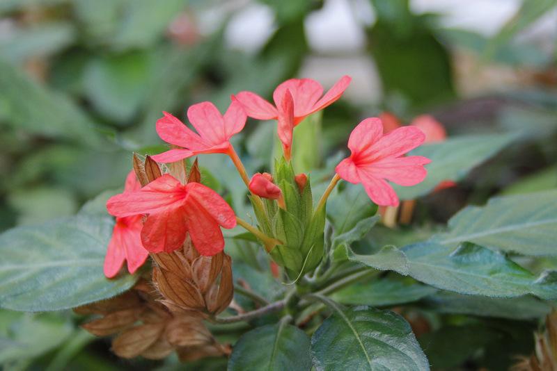 Photo of the bloom of Red Firecracker Flower (Crossandra nilotica ...