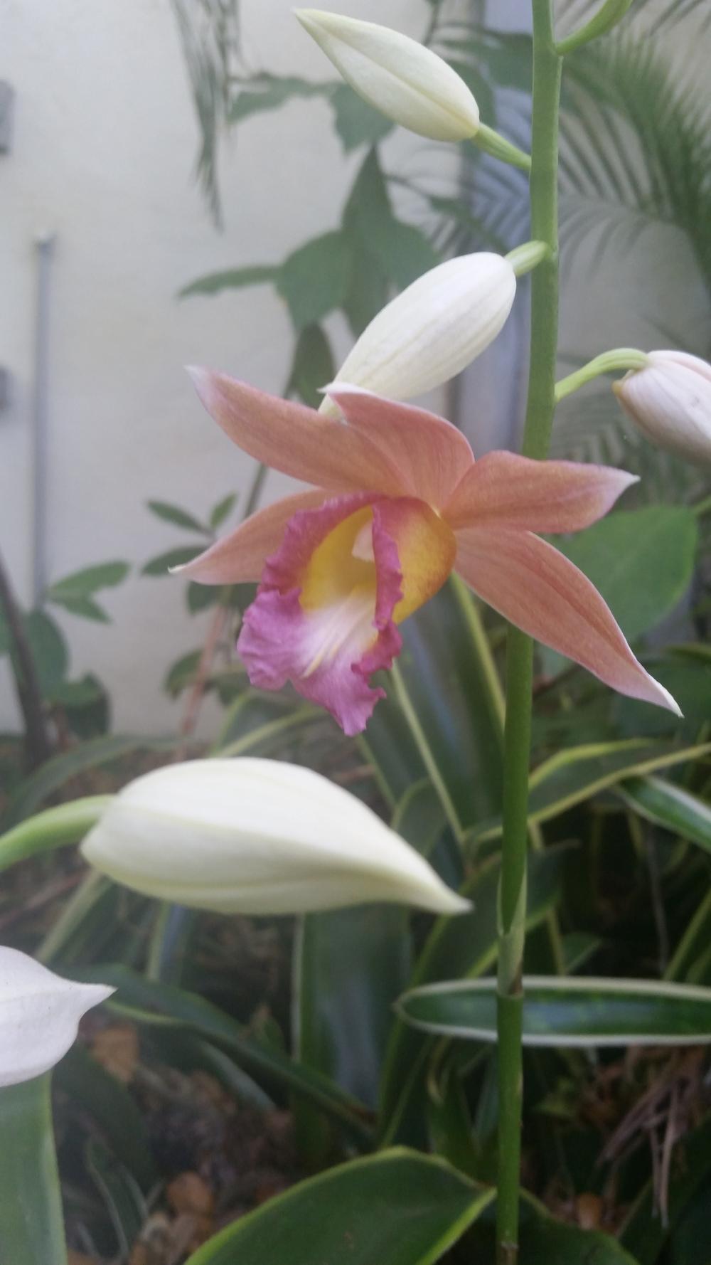 Orchid (Gastrophaius Micro Burst 'Dan Mendenhall') - Garden.org