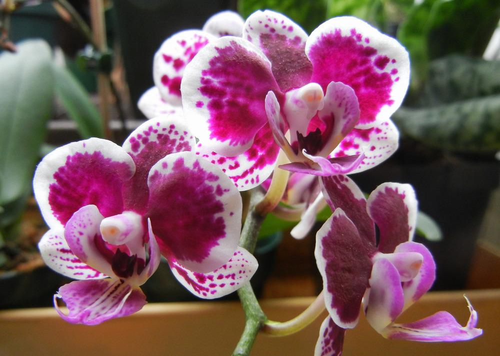 Orchid (Phalaenopsis Yushan Little Pearl) - Garden.org