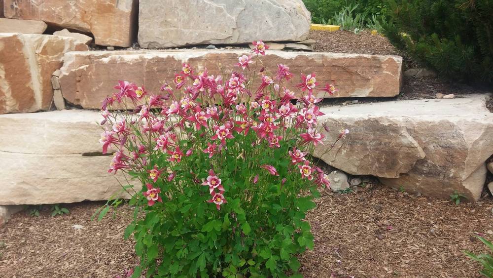 Photo of the entire plant of Columbine (Aquilegia 'Songbird Cardinal ...