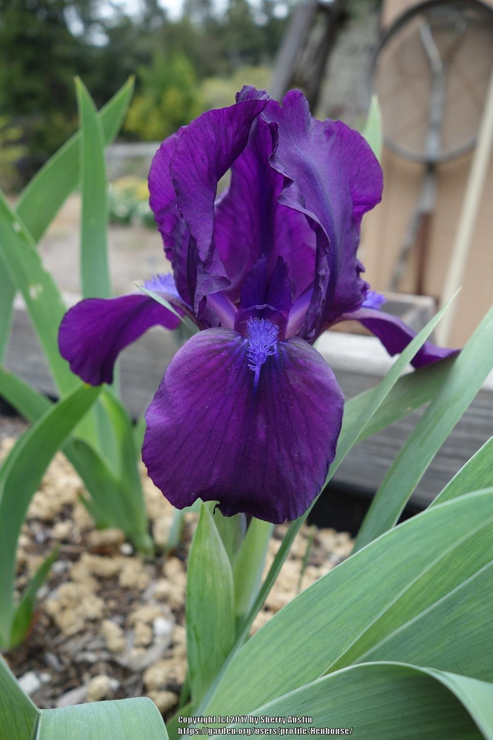 Photo of the bloom of Standard Dwarf Bearded Iris (Iris 'Just-a-Pat ...