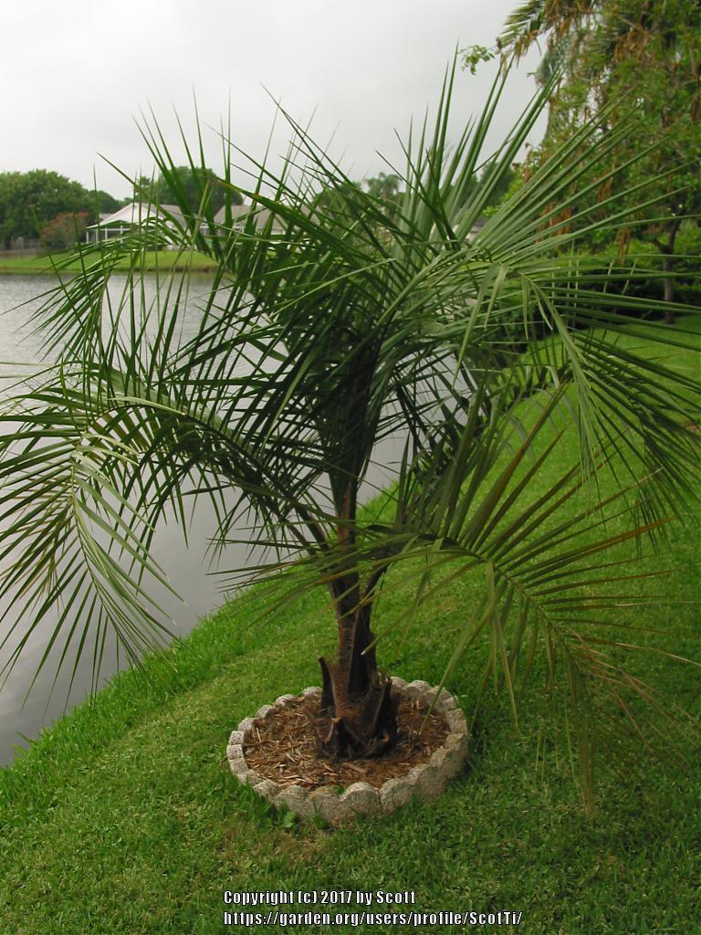 Mule Palm (XButiagrus nabonnandii) - Garden.org