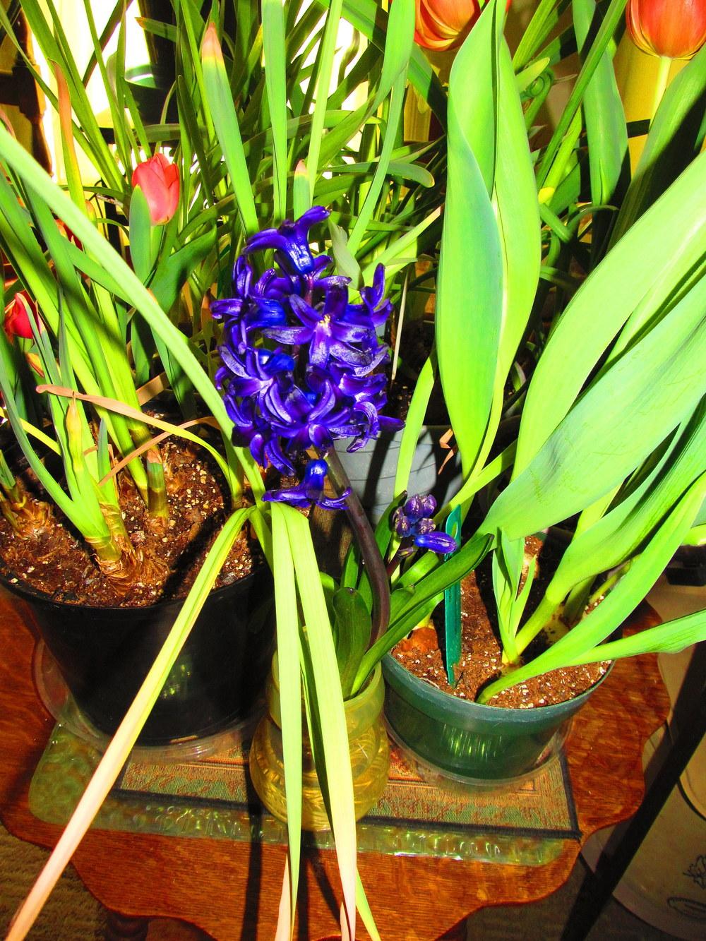 Photo of the bloom of Dutch Hyacinth (Hyacinthus orientalis 'Dark Dimension') posted by jmorth ...